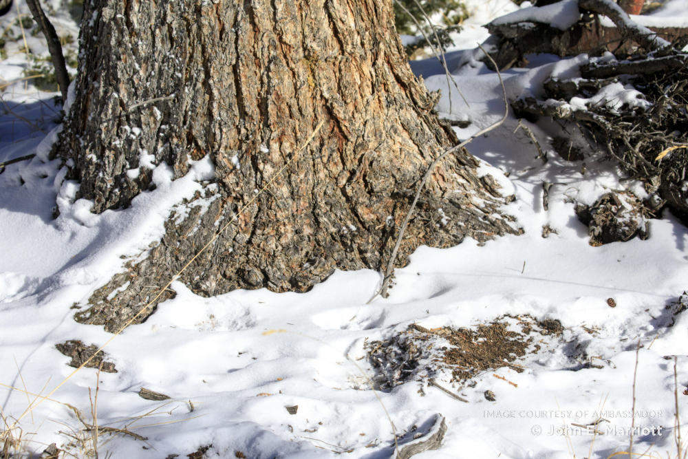 Exposed Wildlife Conservancy